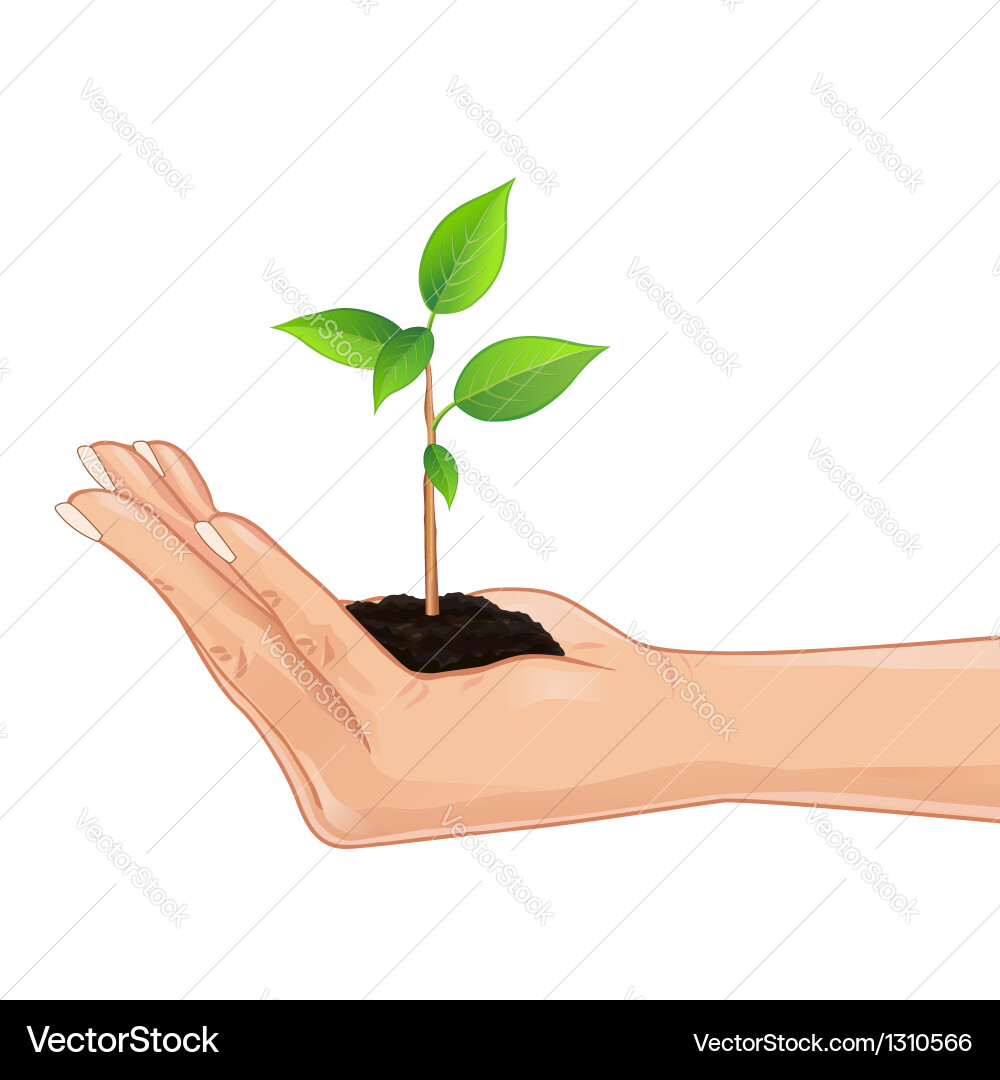 Hand holding a green plant Royalty Free Vector Image