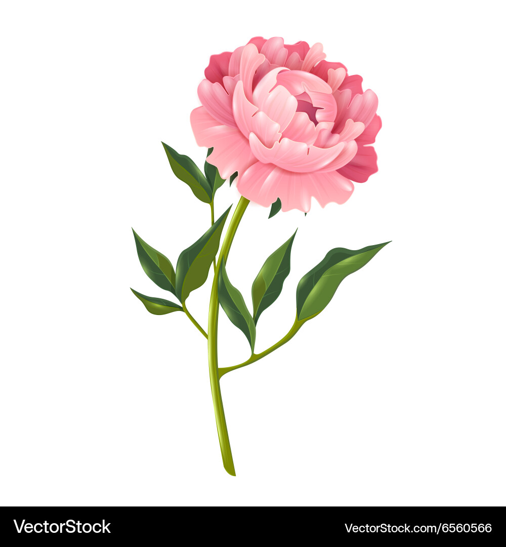 Peony realistic Royalty Free Vector Image - VectorStock