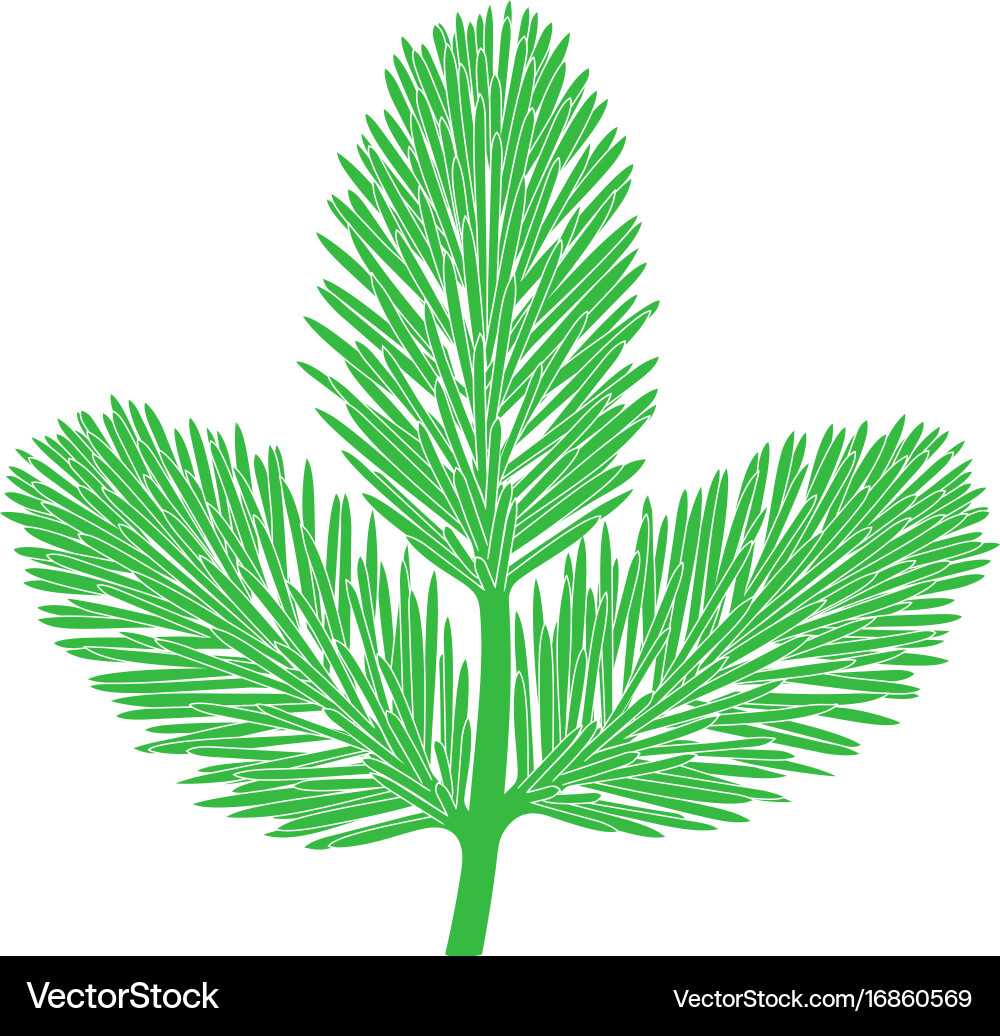 Pine Royalty Free Vector Image - VectorStock