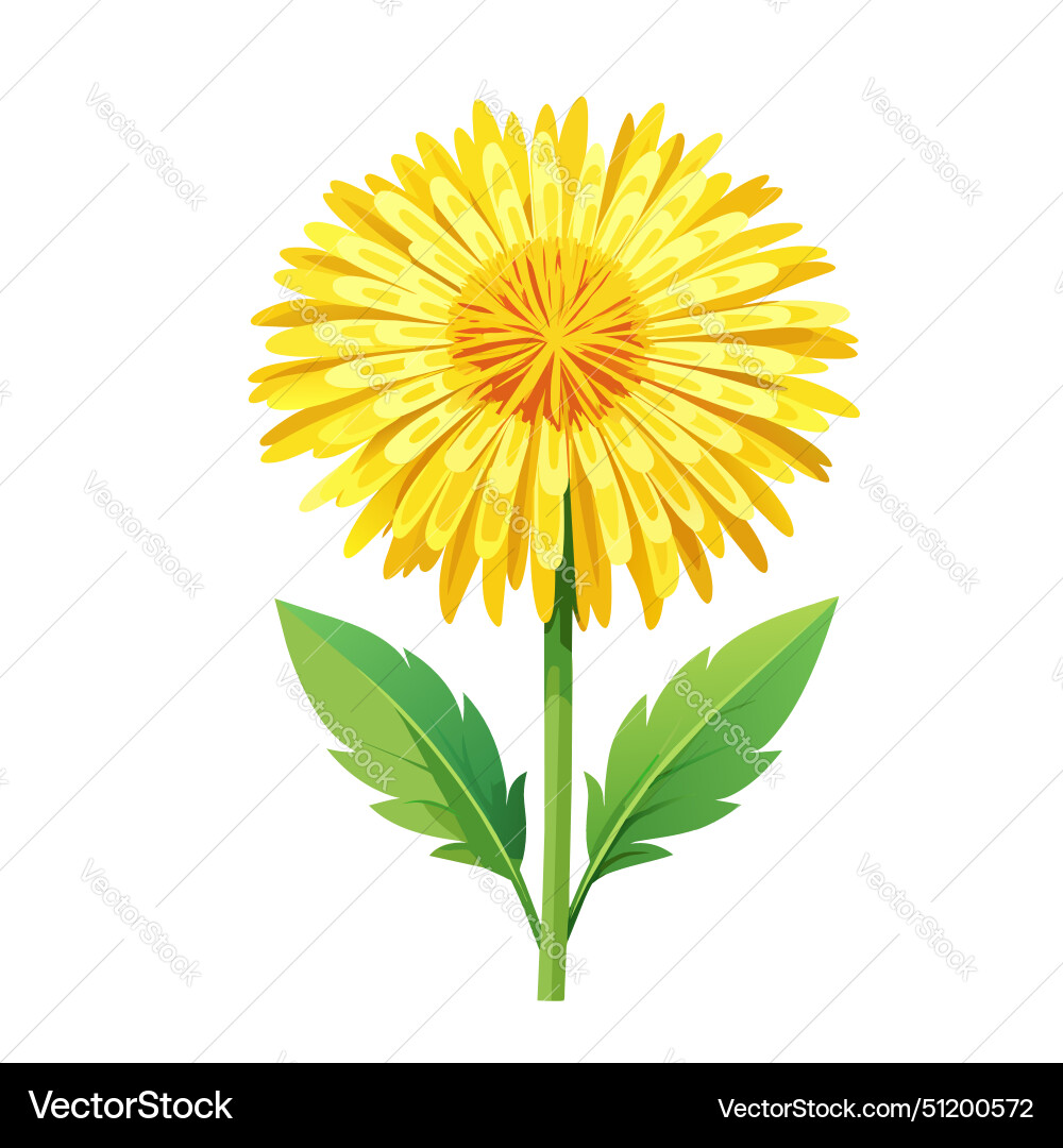 Yellow dandelion flower on white background Vector Image