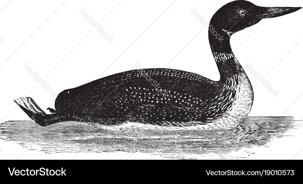 Loon Vector Images (over 560)