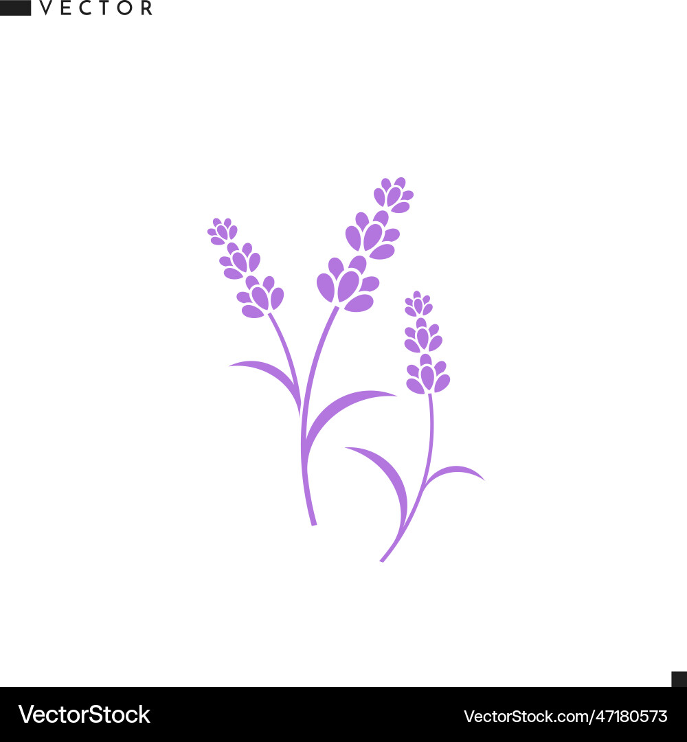 Lavender flower Royalty Free Vector Image - VectorStock
