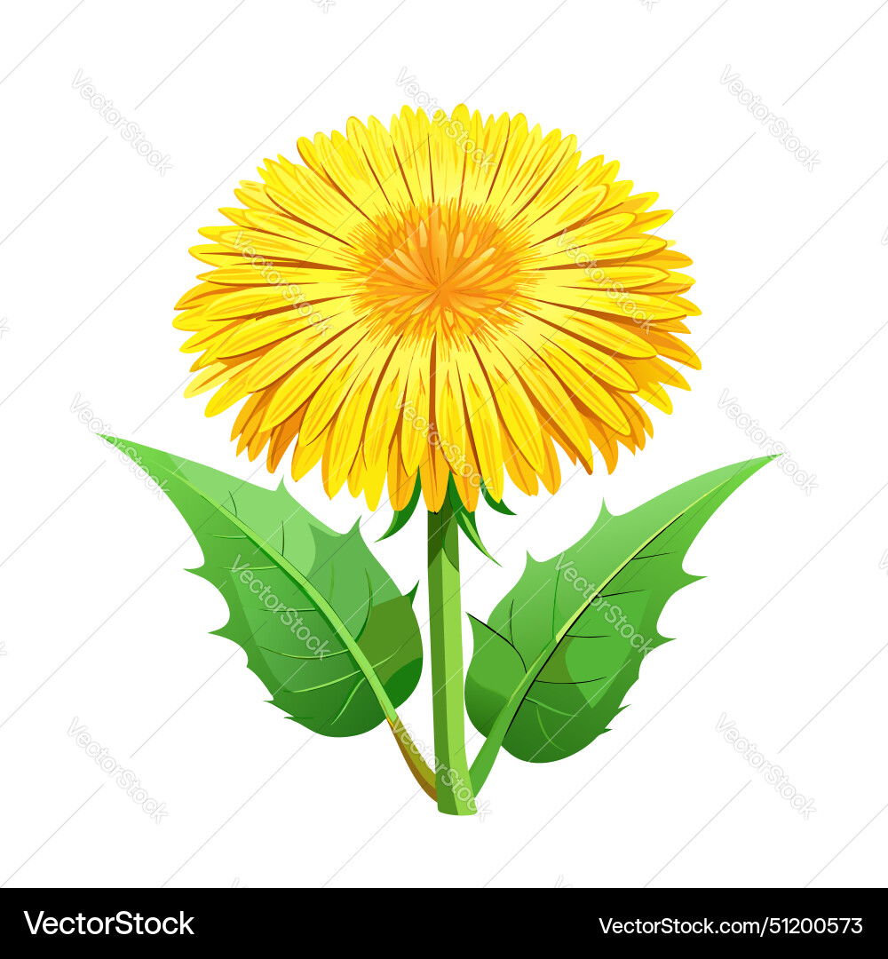 Yellow dandelion flower Royalty Free Vector Image