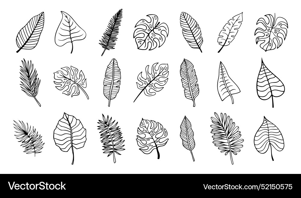 Botanical hand drawn exotic leave tropical palm Vector Image