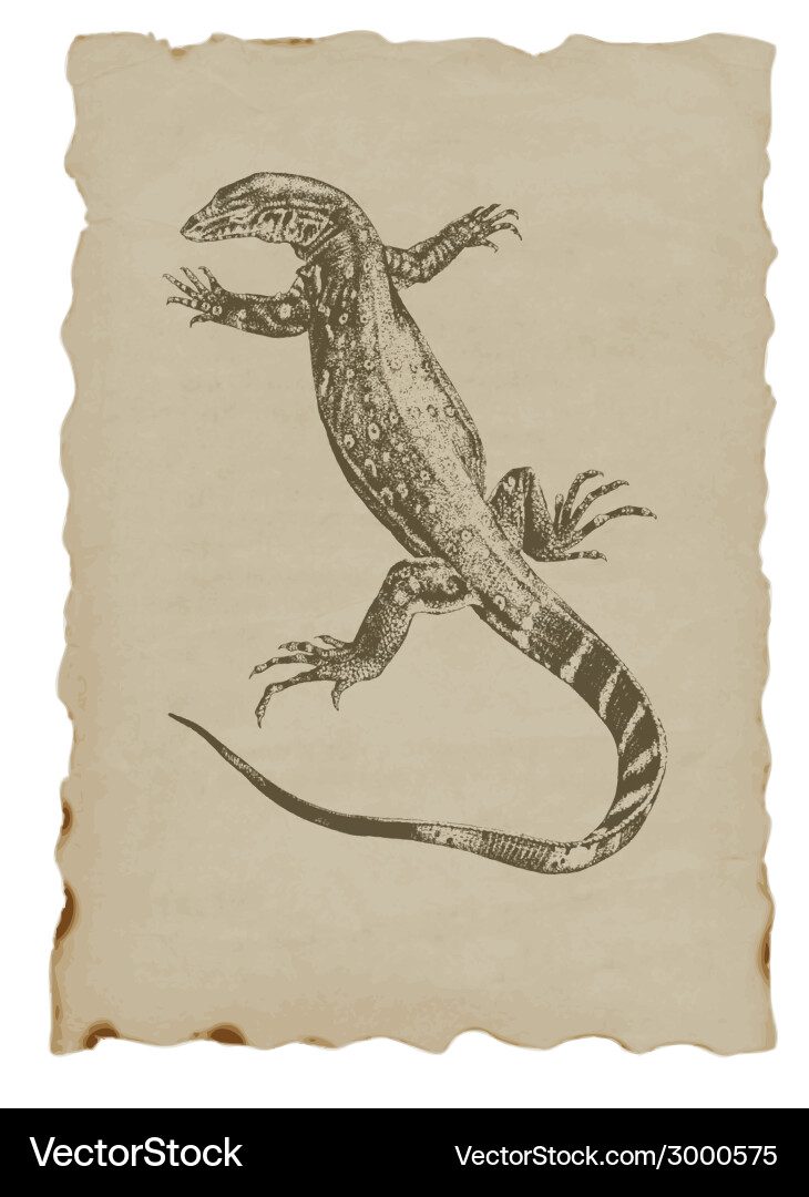 Monitor Lizard Sketch Royalty Free Vector Image