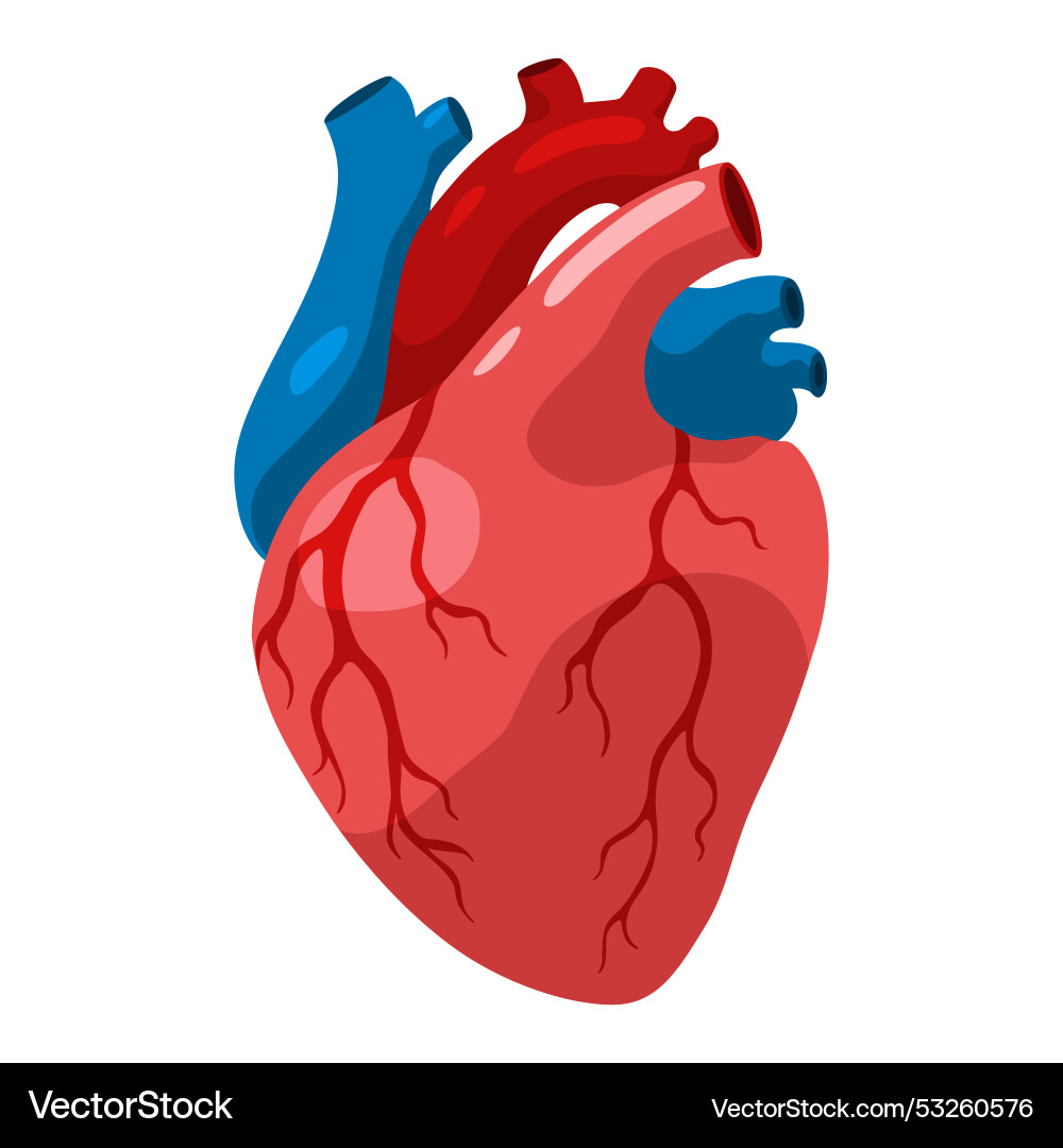 Cardiac muscles tissue with specific function Vector Image