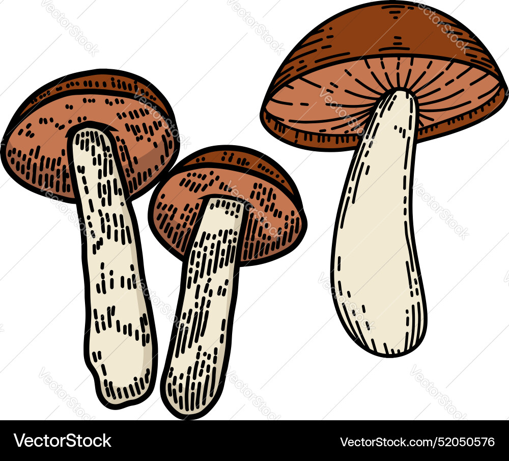 Hand drawn of mushrooms design element Royalty Free Vector