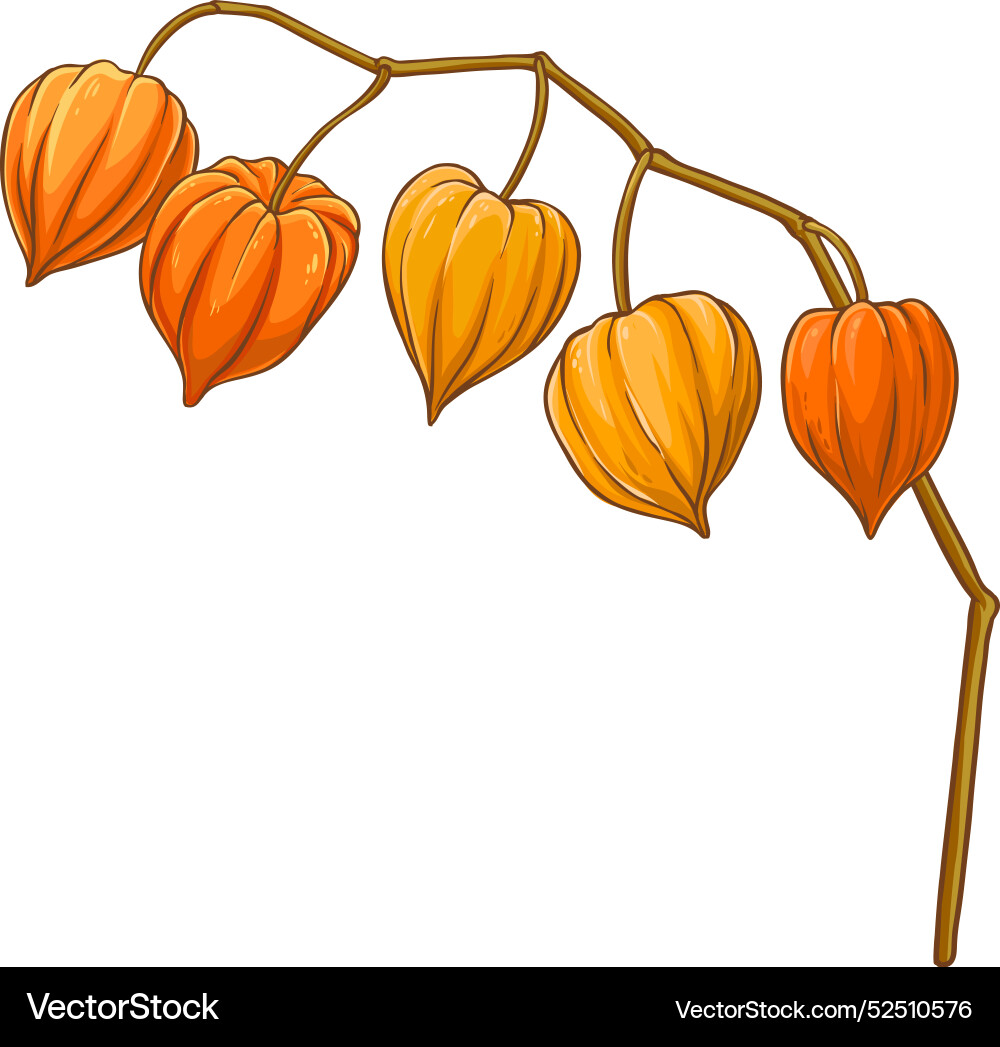 Phisalis branch colored detailed Royalty Free Vector Image