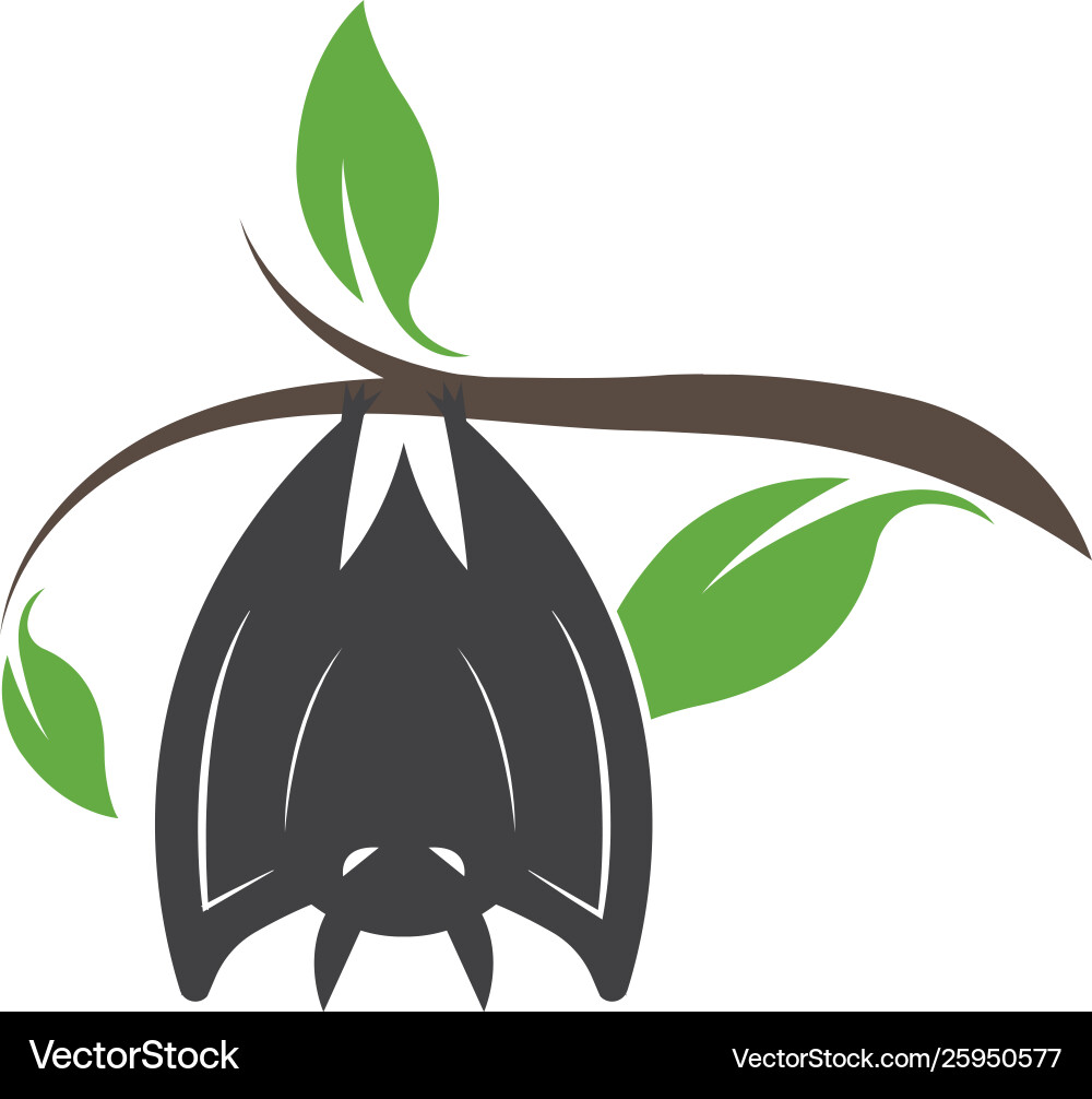 Bat icon logo Royalty Free Vector Image - VectorStock