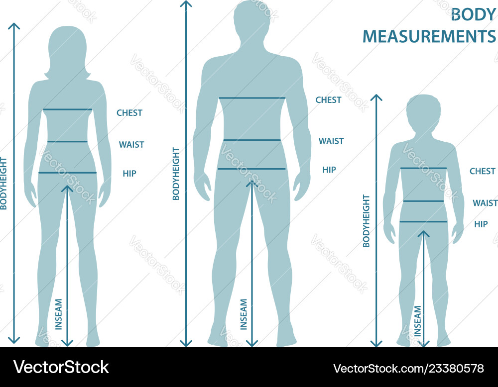 Human Body Silhouettes with Measurements Vector Image