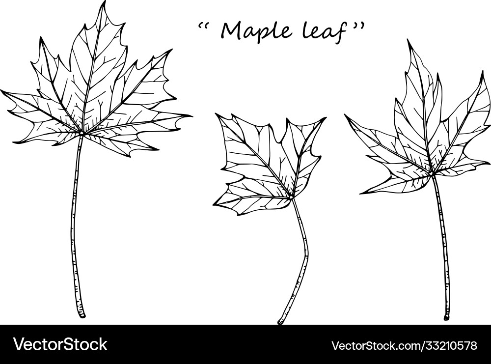 Maple leaf drawing hand drawn line art Royalty Free Vector