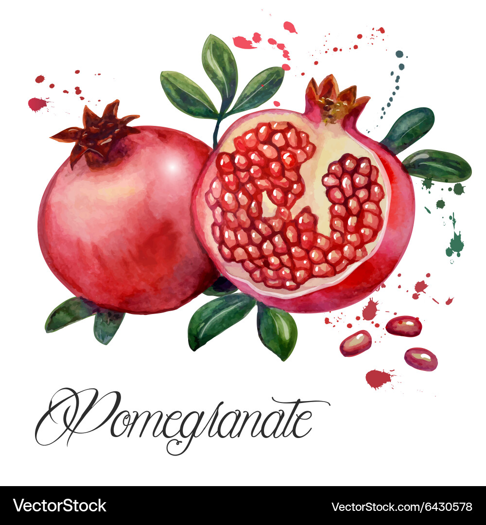 Pomegranate Royalty Free Vector Image - VectorStock