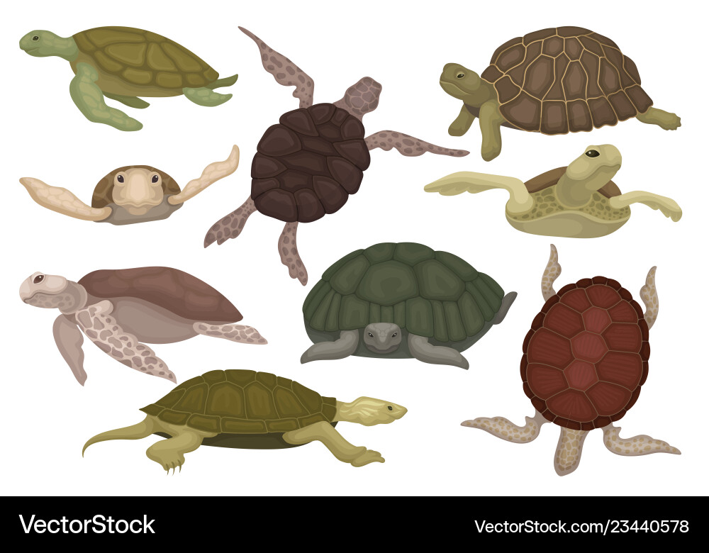 Sea and land turtles set tortoise reptile animals Vector Image