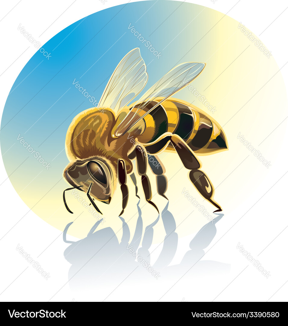 Bee Royalty Free Vector Image - VectorStock