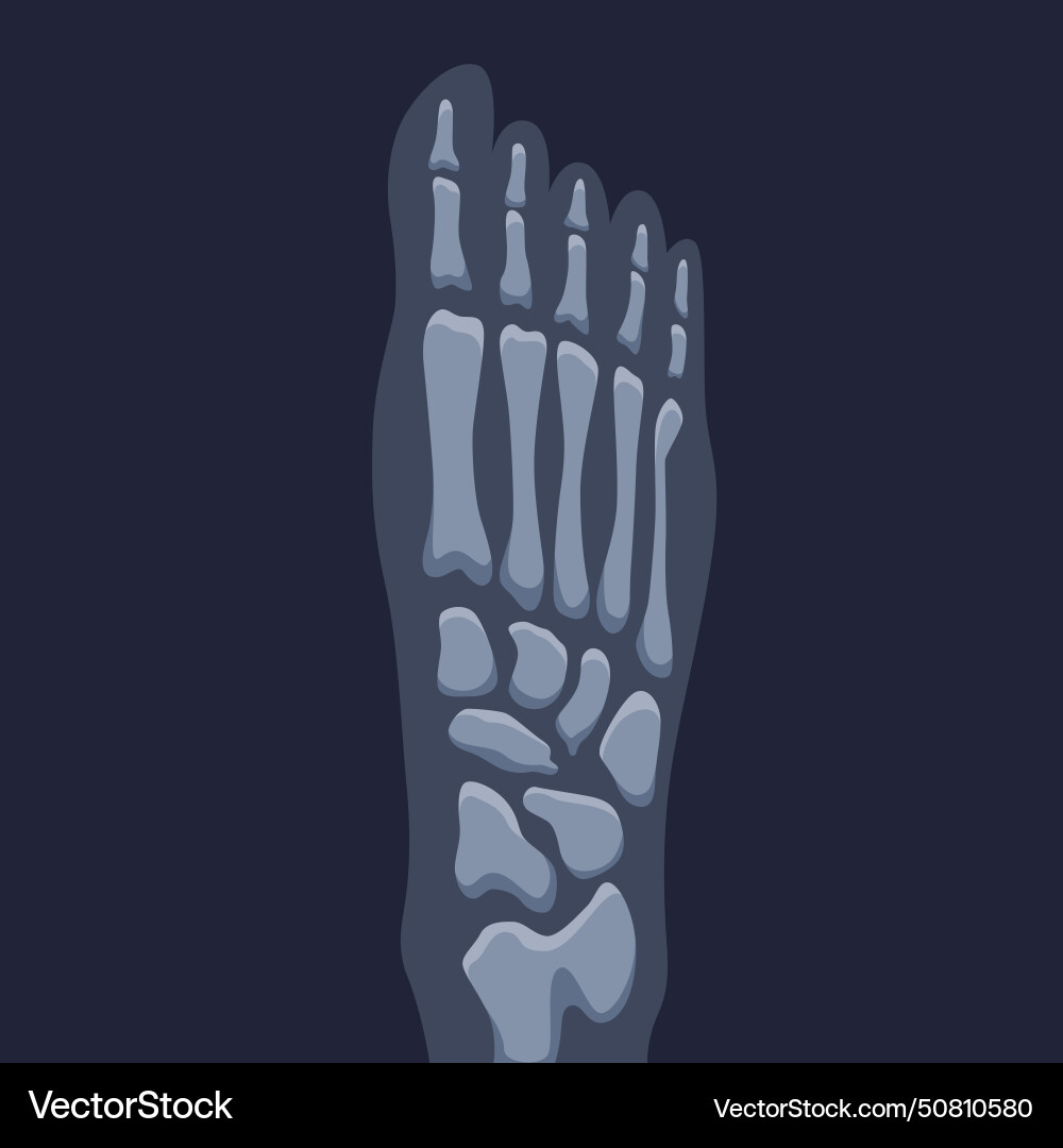Human bones orthopedic and skeleton icon bone x Vector Image