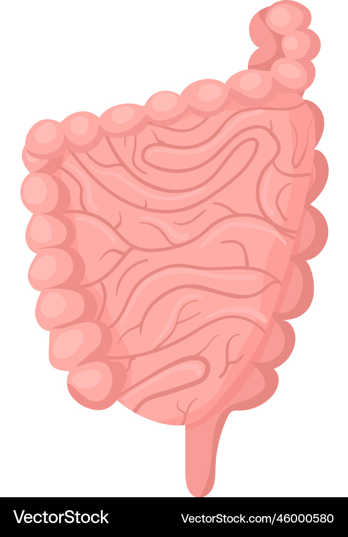 Human bowel anatomy composition Royalty Free Vector Image