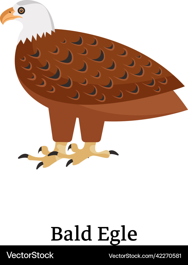 Bald eagle Royalty Free Vector Image - VectorStock