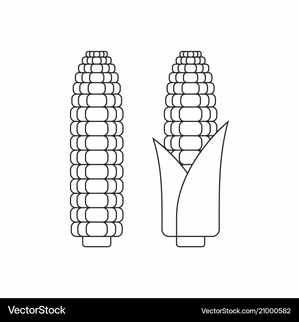 Corn cobs Royalty Free Vector Image - VectorStock