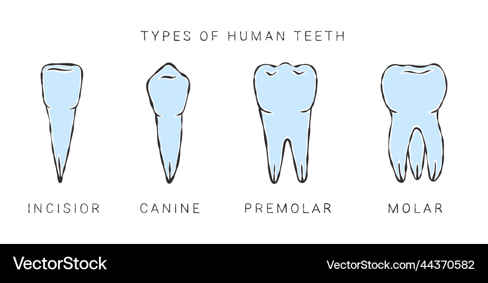 Types of human teeth sketch style drawing Vector Image