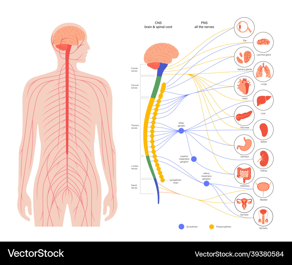 Autonomic Nervous System Chart