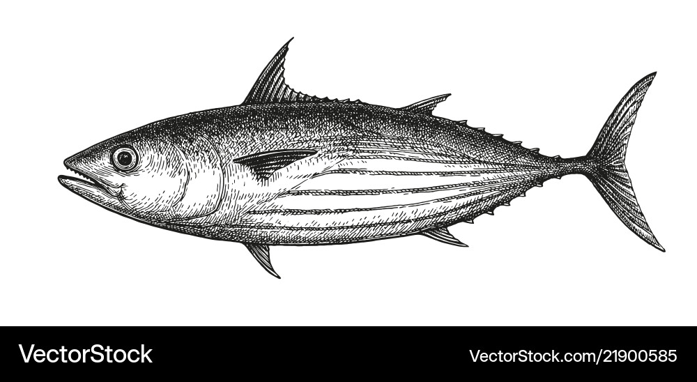 Ink sketch of skipjack tuna Royalty Free Vector Image