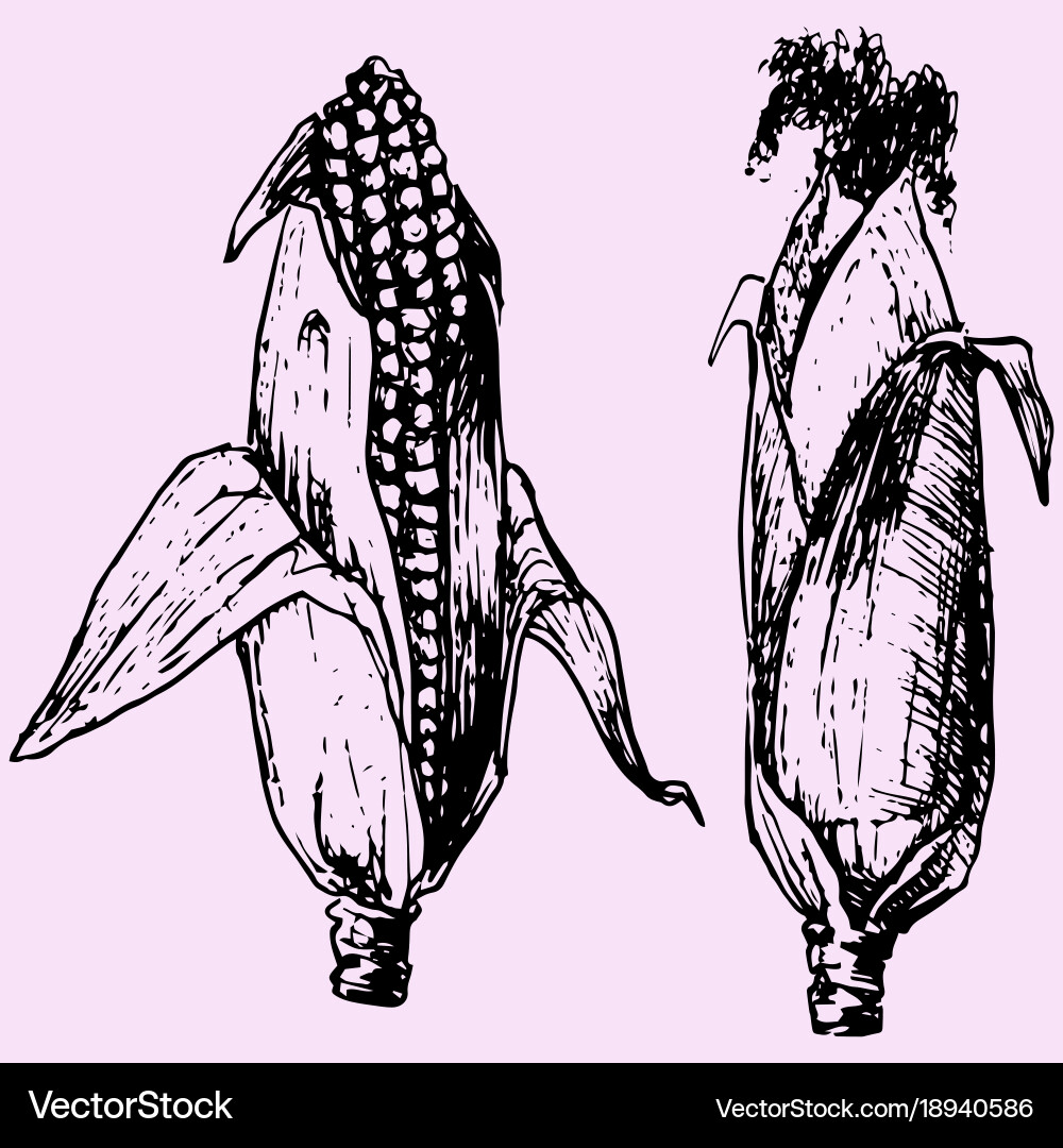 Corn with leaves Royalty Free Vector Image - VectorStock