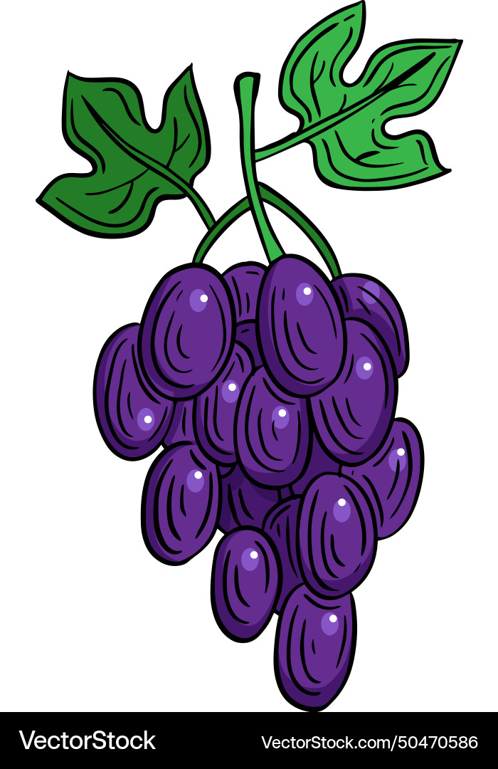 Grapes fruit hand drawn engraved sketch drawing Vector Image