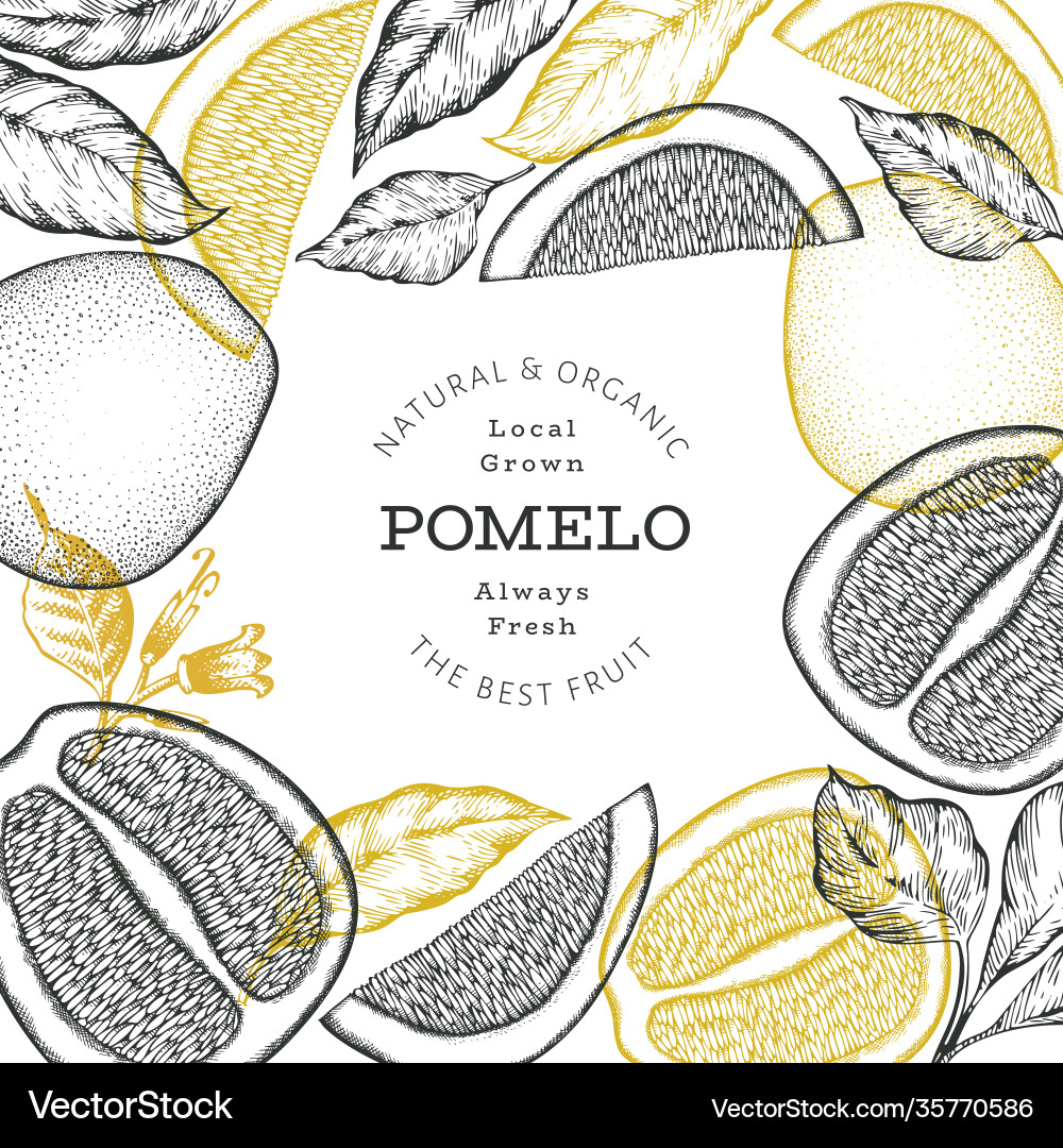 Hand drawn sketch style pomelo banner organic Vector Image