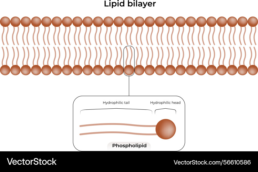 Lipid bilayer structure Royalty Free Vector Image