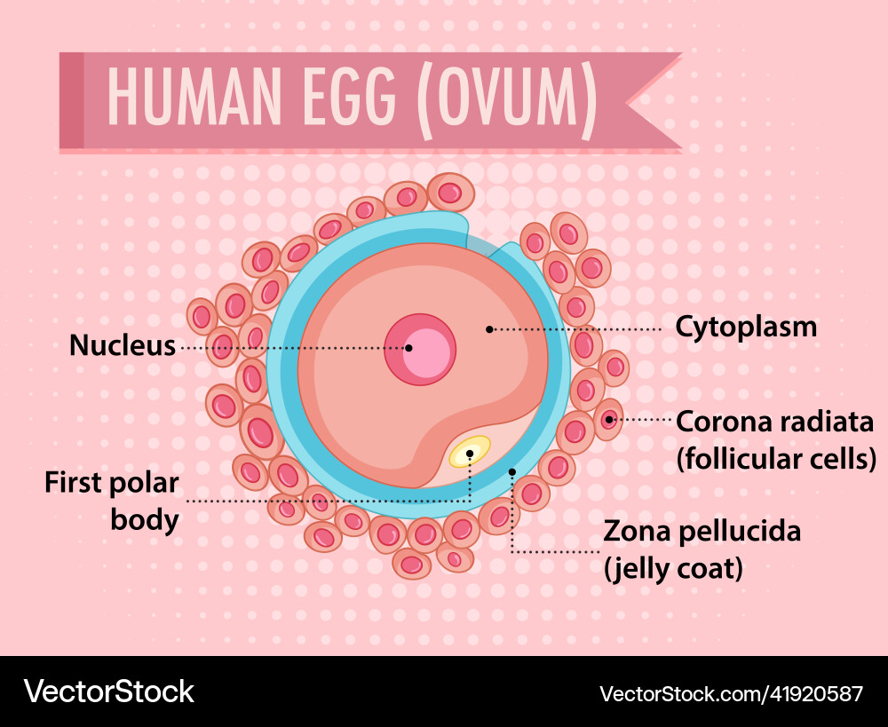 Labeled Human Egg Cell File:Egg Cell Fertilization Zygote.png