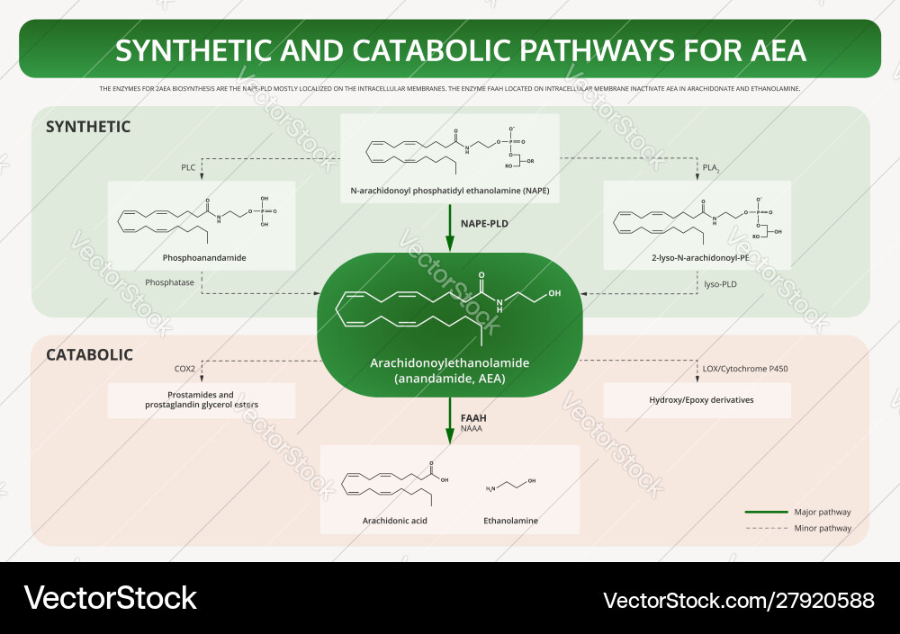 Anandamide Pathways: Synthesis & Breakdown Vector Image