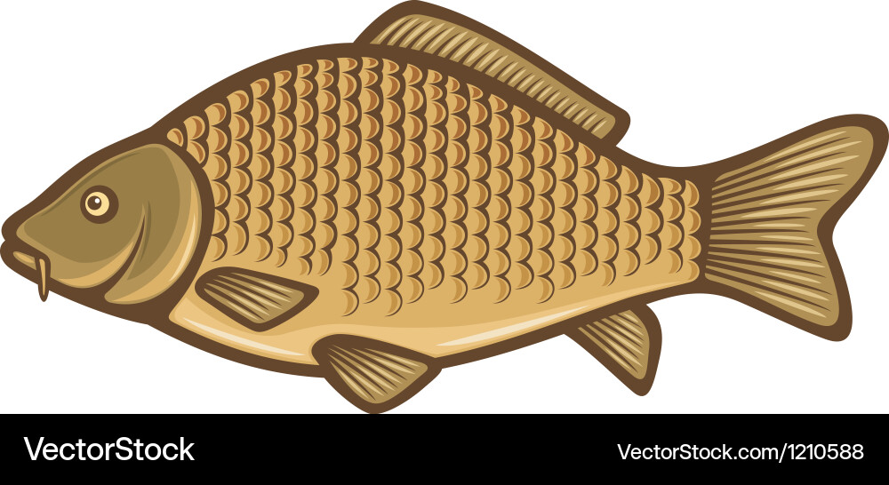 Carp fish Royalty Free Vector Image - VectorStock