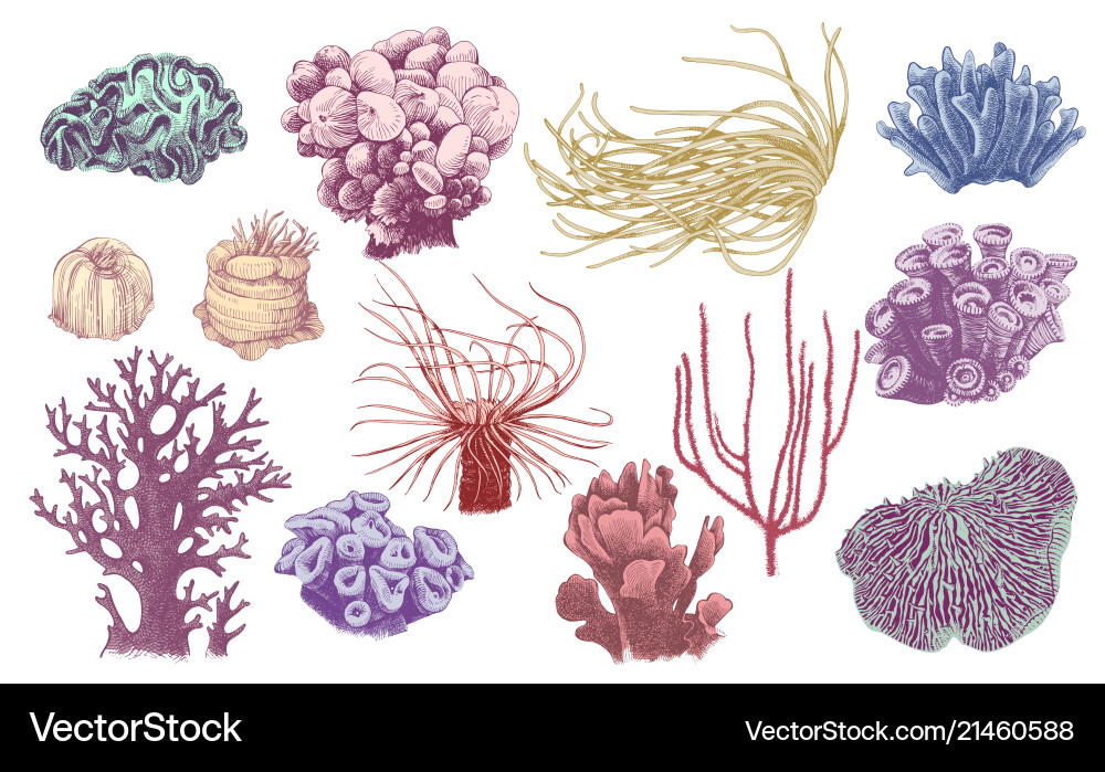 Hand drawn collection of corals Royalty Free Vector Image