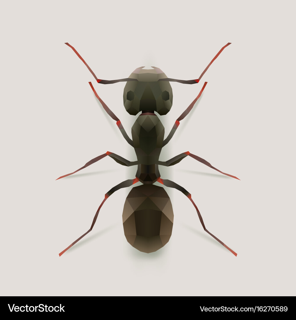 Ant Royalty Free Vector Image - VectorStock