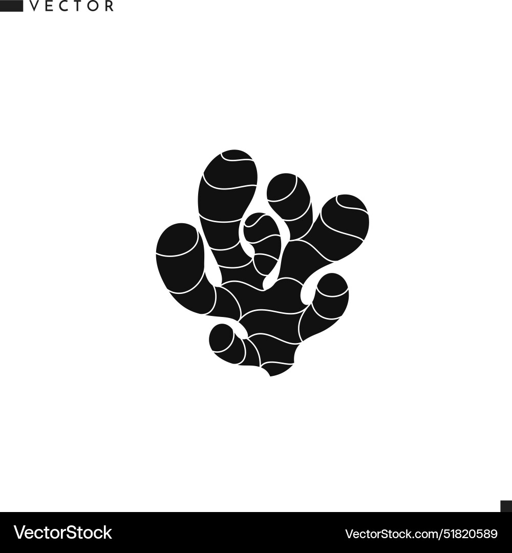 Ginger root Royalty Free Vector Image - VectorStock