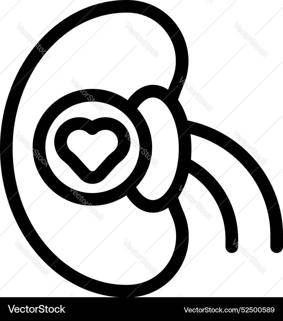 Human kidney loving working filtering blood Vector Image