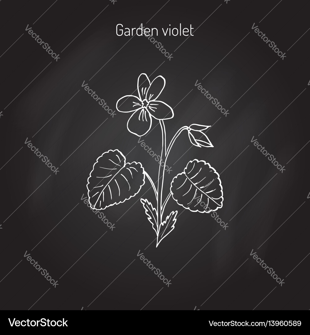 Wood violet flower Royalty Free Vector Image - VectorStock