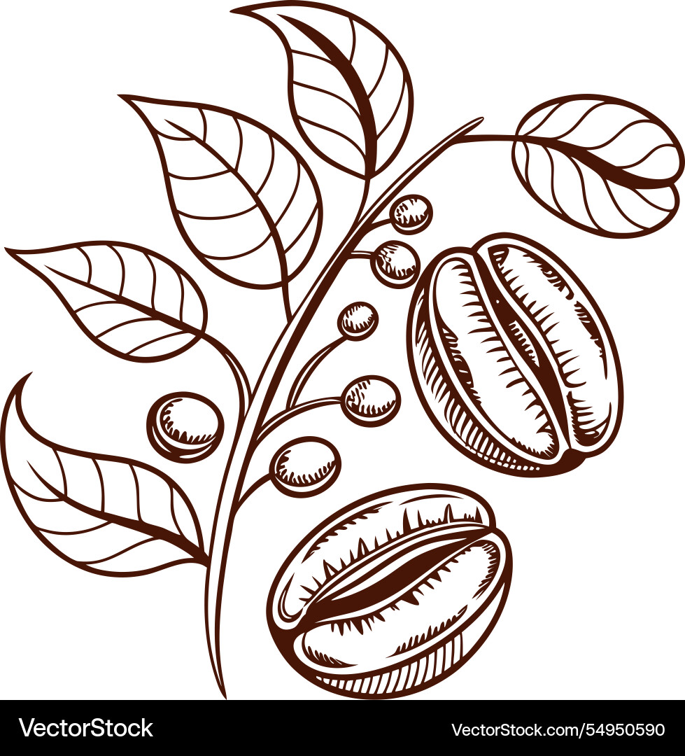 Detailed hand-drawn coffee plant Royalty Free Vector Image