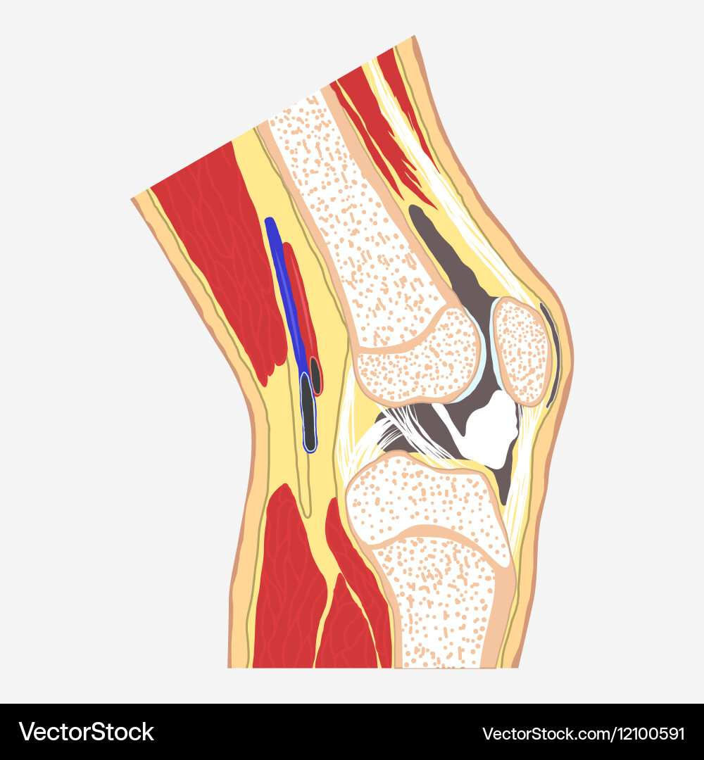 Human knee joint Royalty Free Vector Image - VectorStock