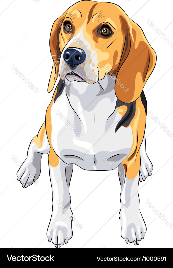 Sketch dog beagle breed sitting Royalty Free Vector Image