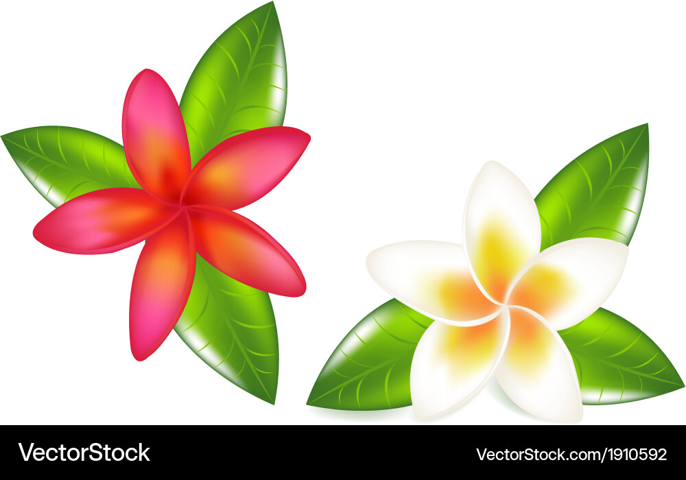Fragipani Flowers with Leaves Royalty Free Vector Image