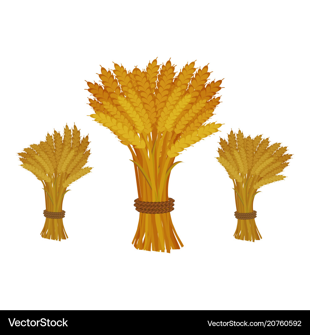 Wheat Sheaves Vector Images (42)