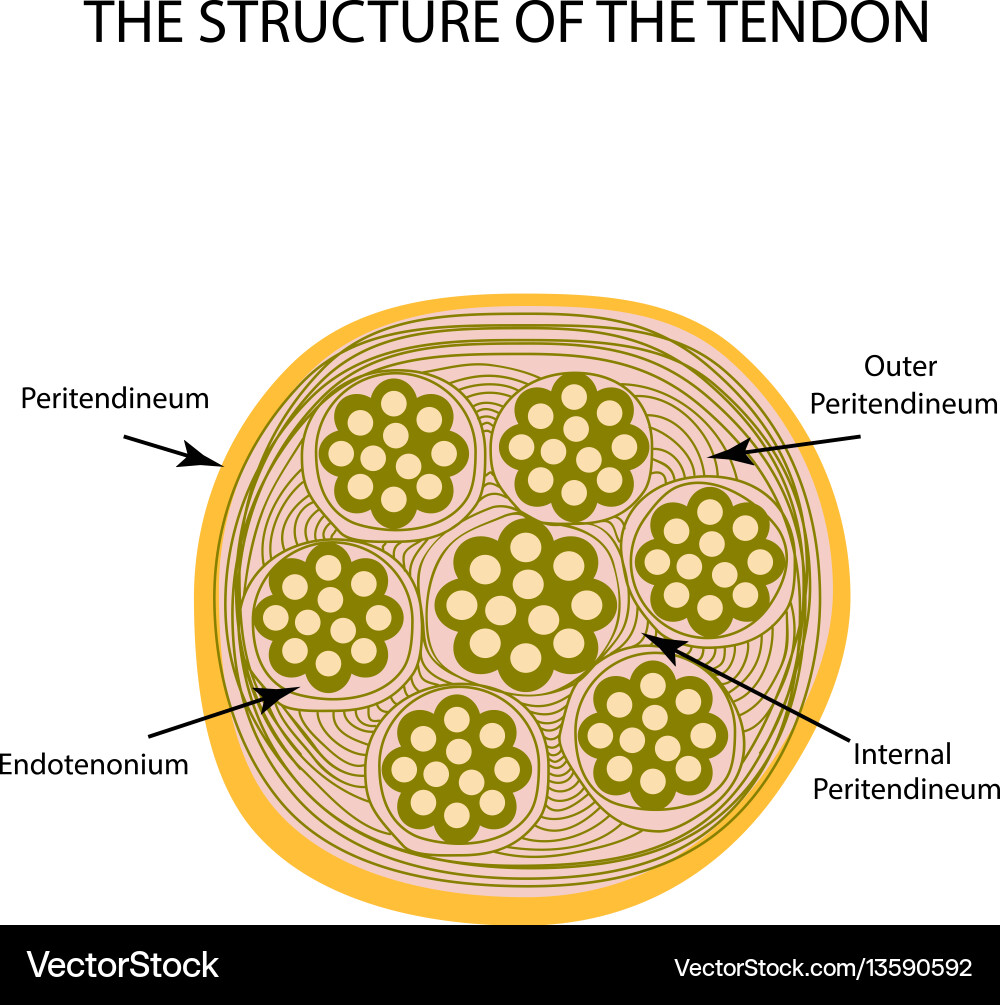 Structure of tendon infographics on isolated Vector Image