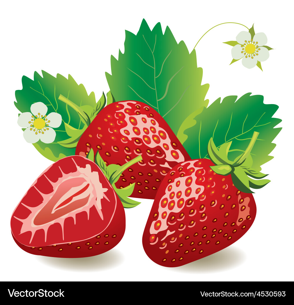 Strawberries Royalty Free Vector Image - VectorStock