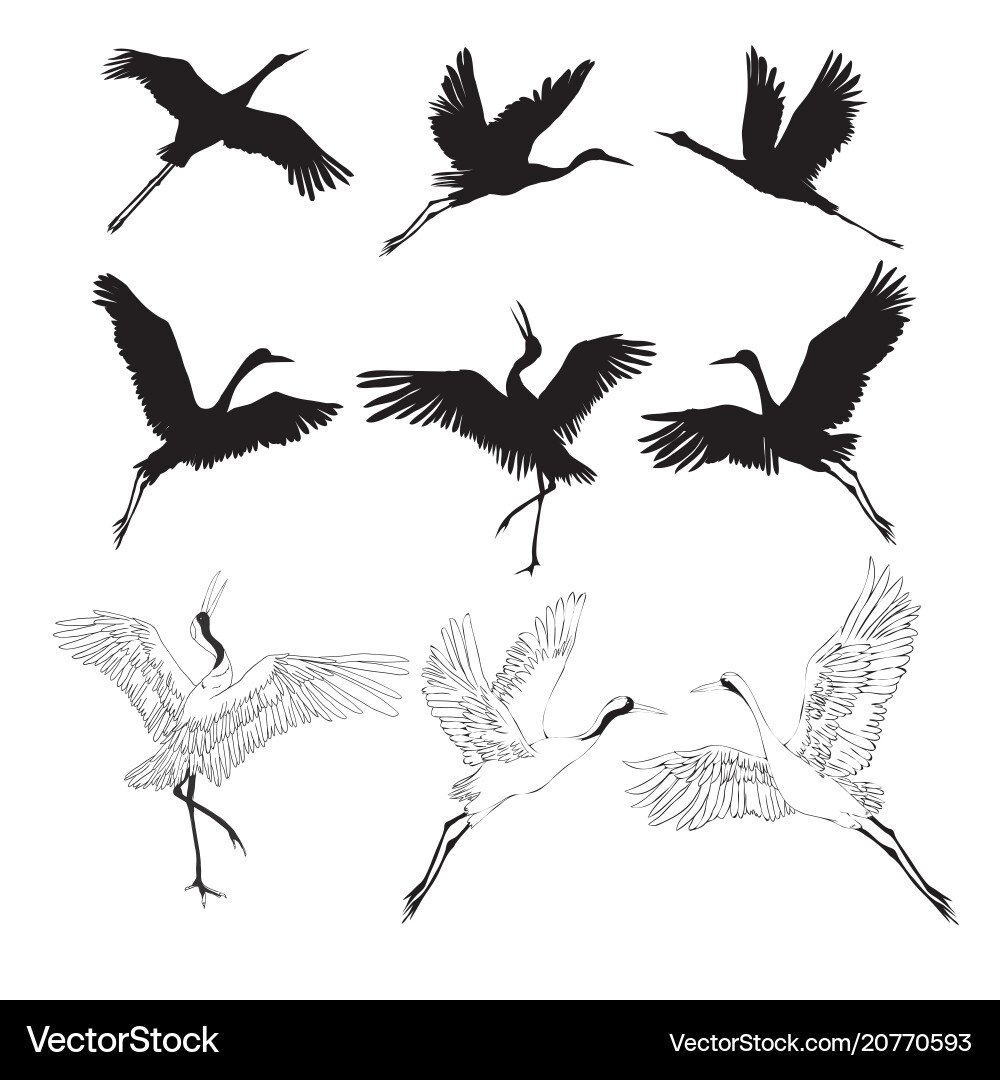 Wild birds in flight animals nature Royalty Free Vector