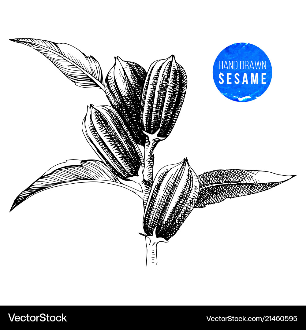 Hand drawn sesame plant Royalty Free Vector Image
