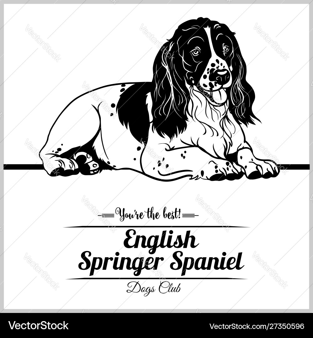 English springer spaniel dog Royalty Free Vector Image