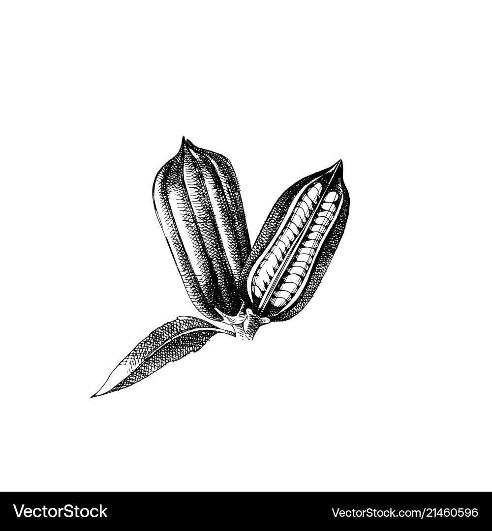 Hand drawn sesame plant Royalty Free Vector Image