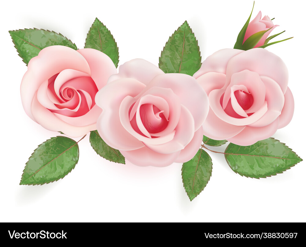 Flowers pink roses Royalty Free Vector Image - VectorStock