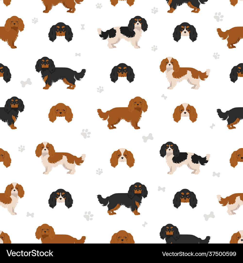 Cavalier king charles spaniel seamless pattern Vector Image